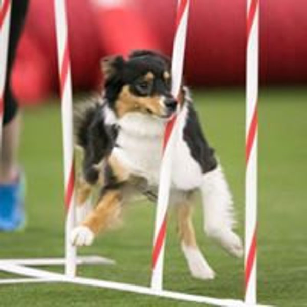 Miniature Jump Ribbon Display - Etsy