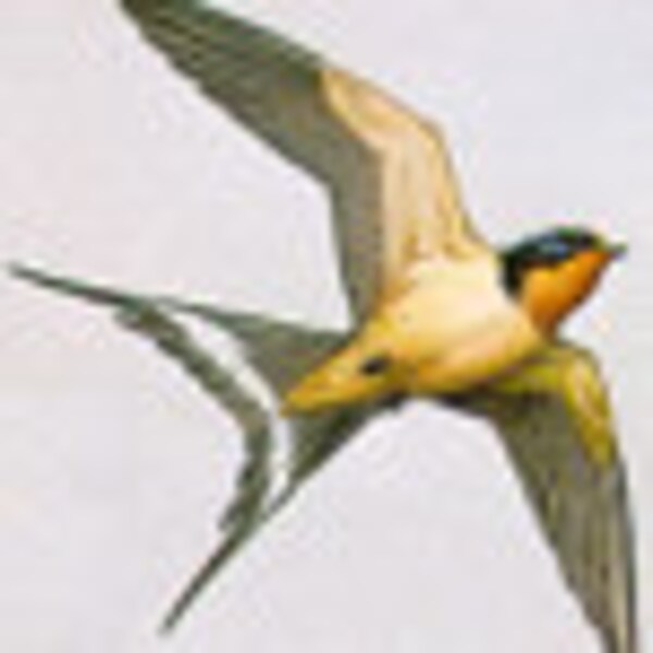 10 Small Gold Coin Buttons - Etsy