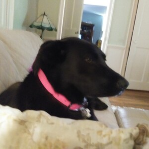 PLUM STREET SAMPLERS cardinal Kin Counted Cross Stitch Pattern Chart ...