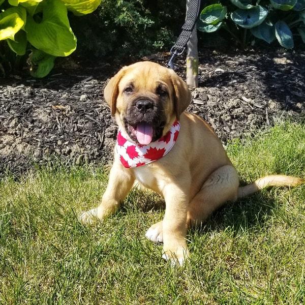 Mucha Gypsy Embroidered Patch Back Patch Backpack Patch Embroidery ...