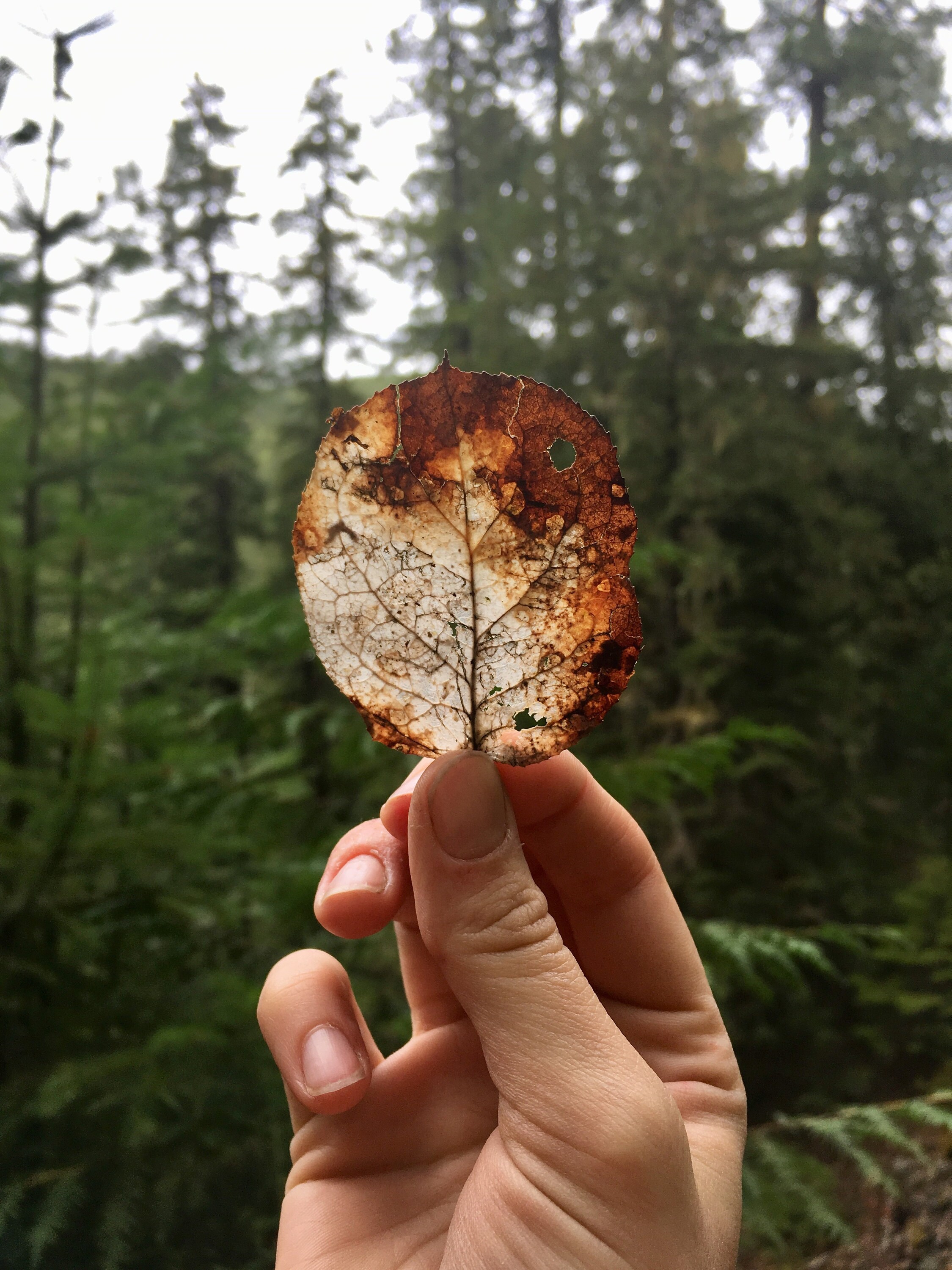 LittleBitterLake - Etsy