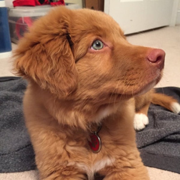 Henle Latin First Year Interactive Notebook Part 1 challenge A Aligned ...