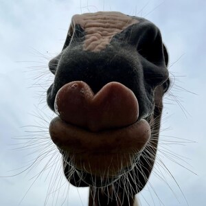 Dutch Verb Conjugation Chart Learn Dutch Verb Conjugations PDF - Etsy