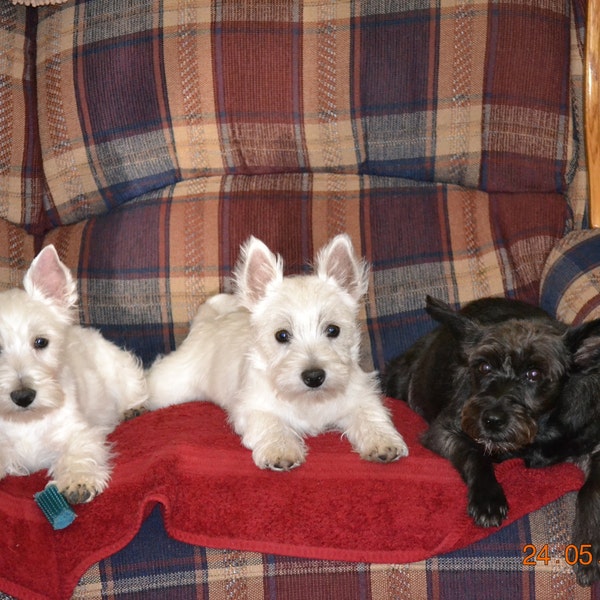 Cat Love Chunk - Etsy