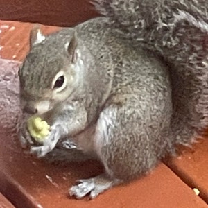 Dog Daze Quilt Stacy Iest Hsu Quilt Pattern PDF - Etsy