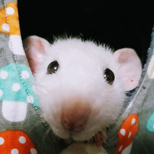 Detachable Cuff Sewing Pattern Cosplay Pattern Detachable Faux Wrist ...