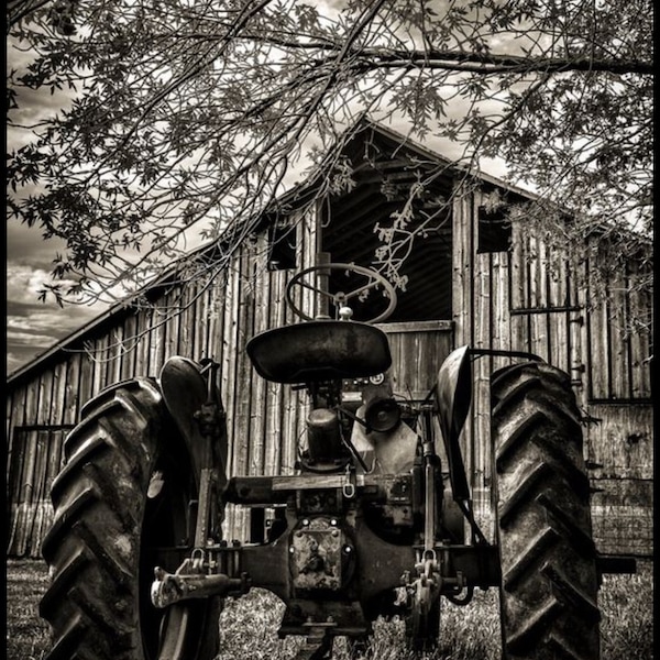 30 Arctium Lappa 'takinogawa Long Burdock' Gobo Seeds Herb - Etsy