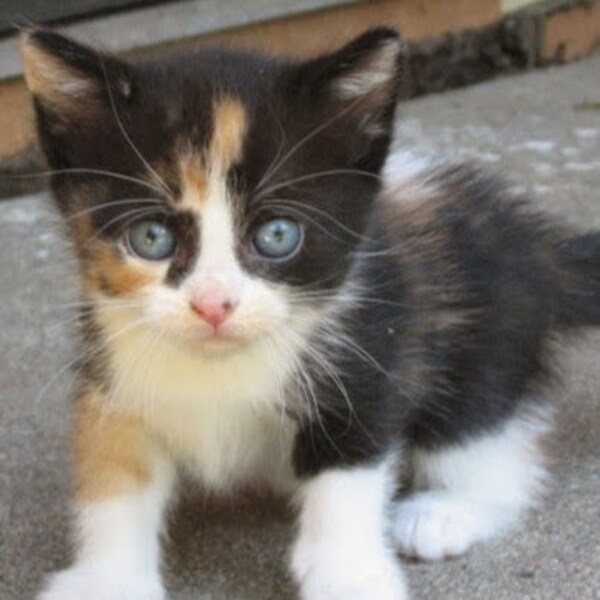 Faerie Wings Crochet PATTERN ONLY, Crochet Wings, Cosplay, Fairy Wings ...