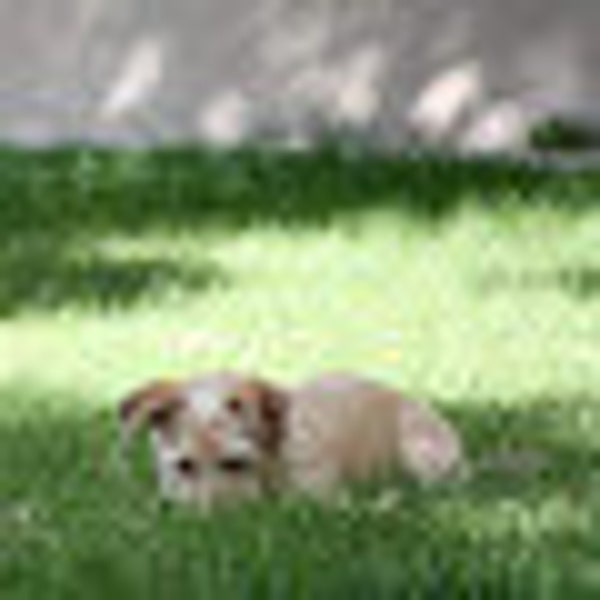 Cursive Spotty Boho Alphabet Posters Pastel Alphabet Posters Boho ...