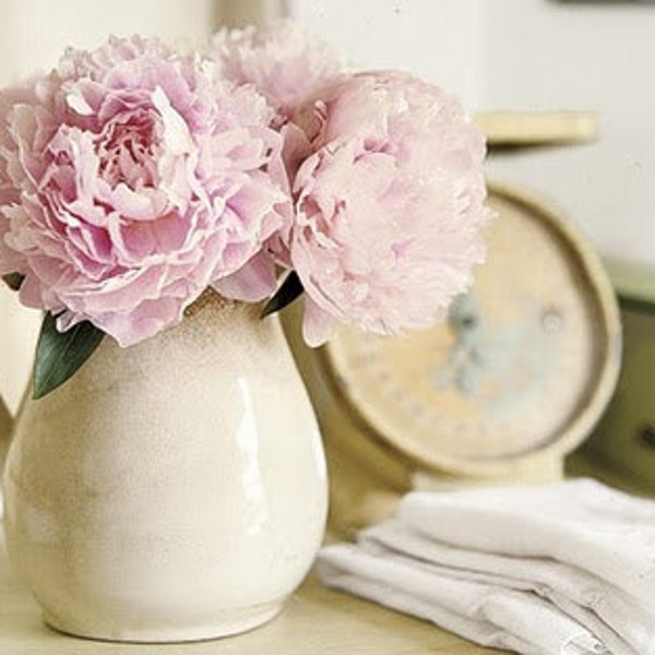 Florist Type ' PERSIAN CRESS' 50 /pkt Cut Flower/filler/florist - Etsy