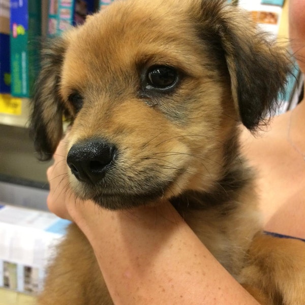 The Scrappiest Quilt Quilting Pattern From Carolina Moore Patterns ...