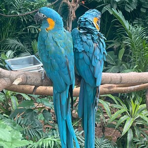 Imperial Volute Conch Shell Horn Spikes Unique Large Display Seashell ...