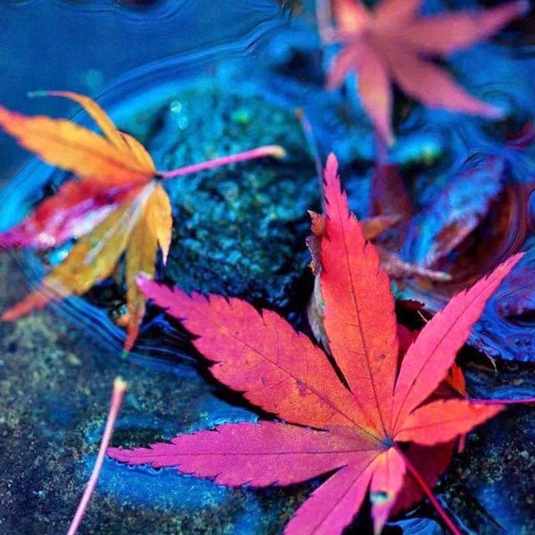 A4 Print Final Fantasy XIV Behemoth Ink Fanart - Etsy