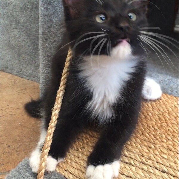 Sonic the Hedgehog Snap Hair Clips Pack of 2 Blue - Etsy