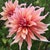 Strawflower Variety: Sultane Mix, Apricot/peach, Purple-red, Silvery ...