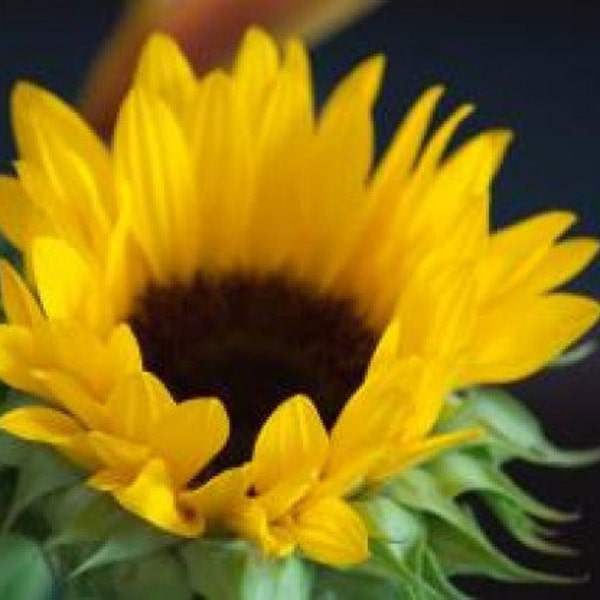 Mardi Gras Welcome Sign, Fleur De Lis Decor, Front Porch Welcome Sign ...