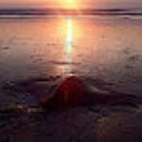 Mermaid Skirt 17 Colors Salsa Mermaid Skirt Fish Tail Costume, Festival ...