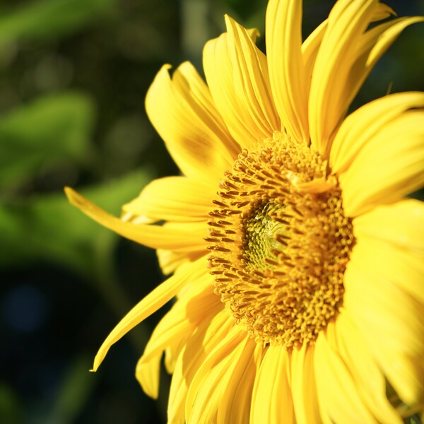 Laverne and Shirley Autographed Print - Etsy