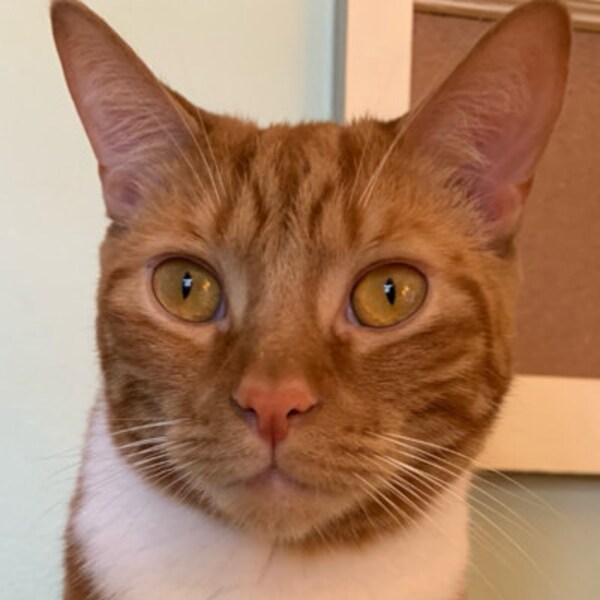 Magenta Dog Keychain, Blue's Clues Figure Keychain, Cartoon Keychain ...