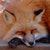 Crayon Chat Widget With Alerts Cute Fully Customizable Custom Chat With ...