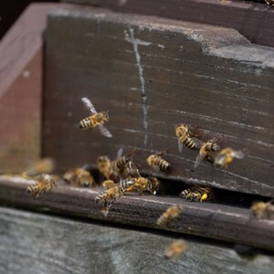 Kawaii Bee Panels for Twitch - Etsy