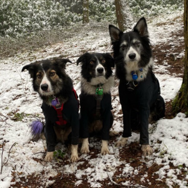 Baby Toothless and White Fury With Blue Eyes - Etsy