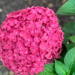 Columbus Blue Jackets Zamboni Ice Scraper and Key Chains - Etsy