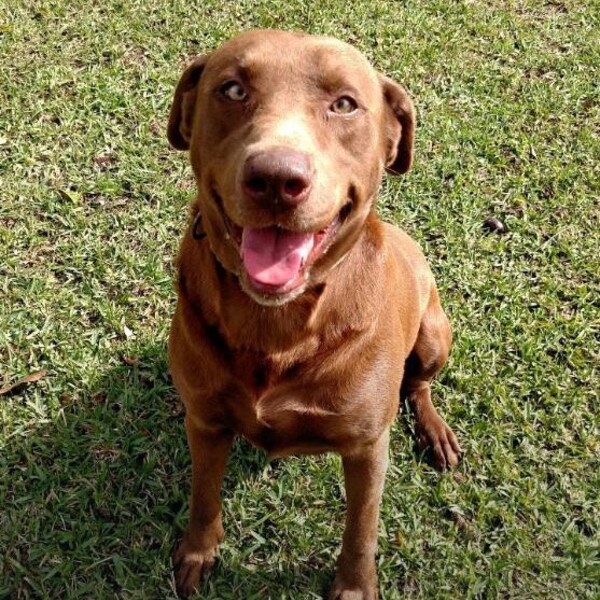 Georgia on My Mind Sticker, Georgia Sticker, Laptop Sticker, Georgia ...