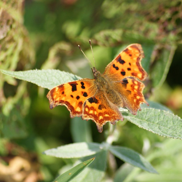 Cars Tow Mater Fondant Stamp & Cutter Embosser Set - Etsy
