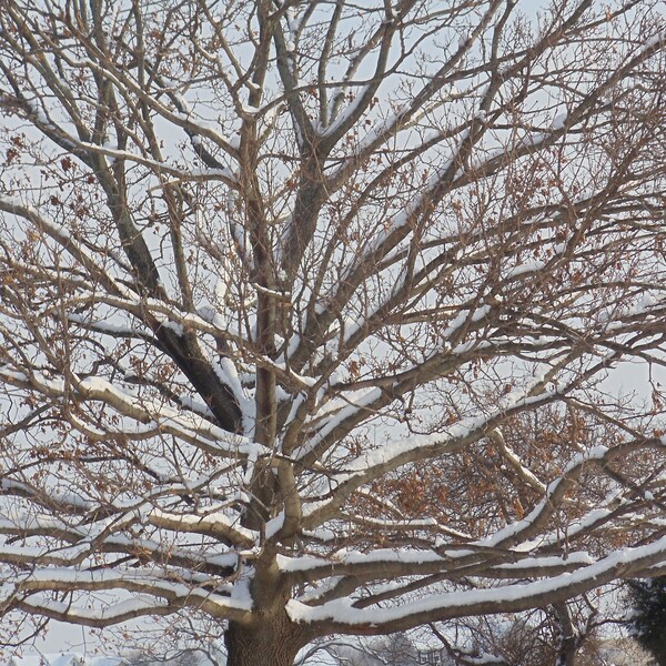 Tiptoe Through the Tulips, Flower Foundation Paper Piecing Pattern FPP ...