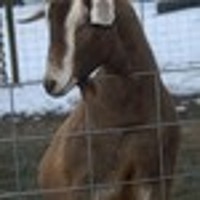 AudaciousAcres - Etsy