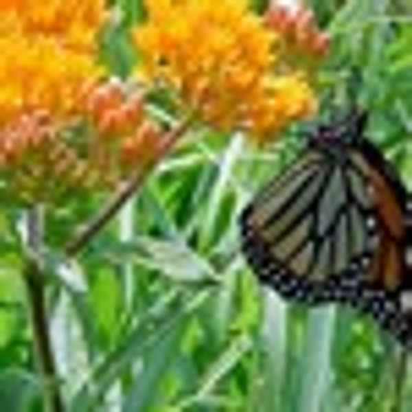 Asclepias Eriocarpa Indian Kotolo Milkweed Woollypod 10_seeds - Etsy