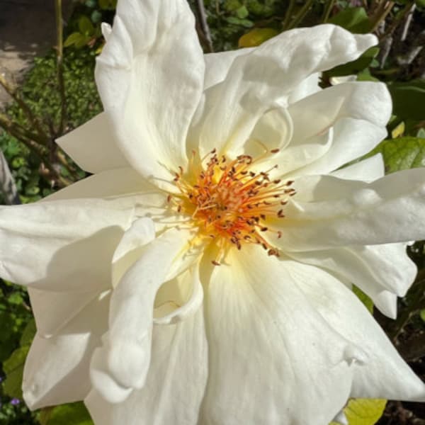 PDF Pattern 'teepee Ted' Felt Bear Softie, Felt Teepee, Chief Headdress ...