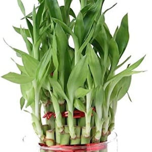 Soul Contract Chart Reading - Etsy