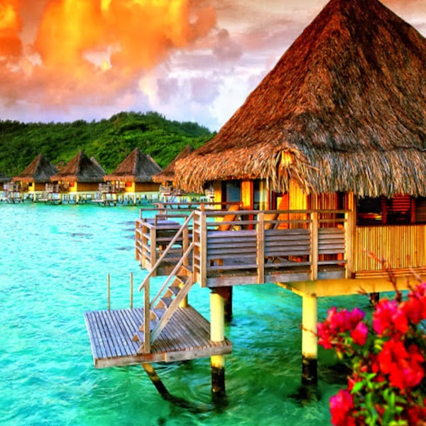 3 Musa poquito Banana Tree/ Banana Tree in 4 Inch Cups one Plant per ...