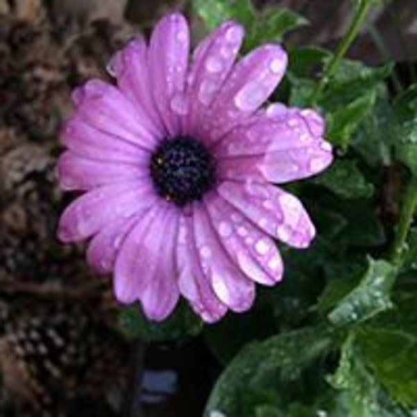 Printable Seed Tray Maps 5 Different Grid Layouts to Choose From, Seed ...