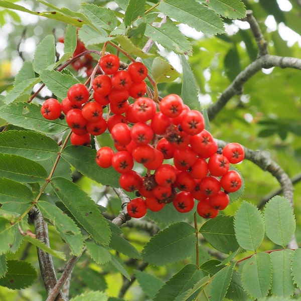 greenwomancrafts - Etsy