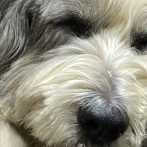 Country Primitive Hezzie Hare Bunny E Pattern - Etsy