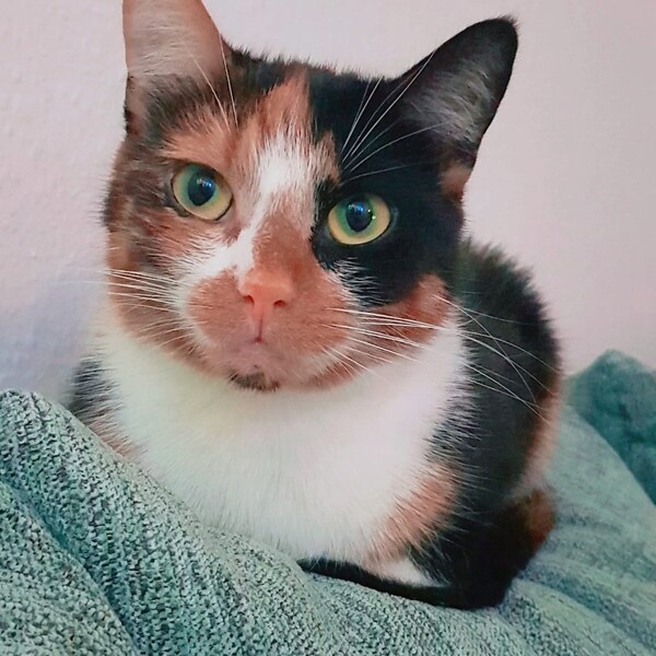 ANIMATED Twitch Overlay Stream Package / Lo-fi Aesthetic Brown Monkey ...