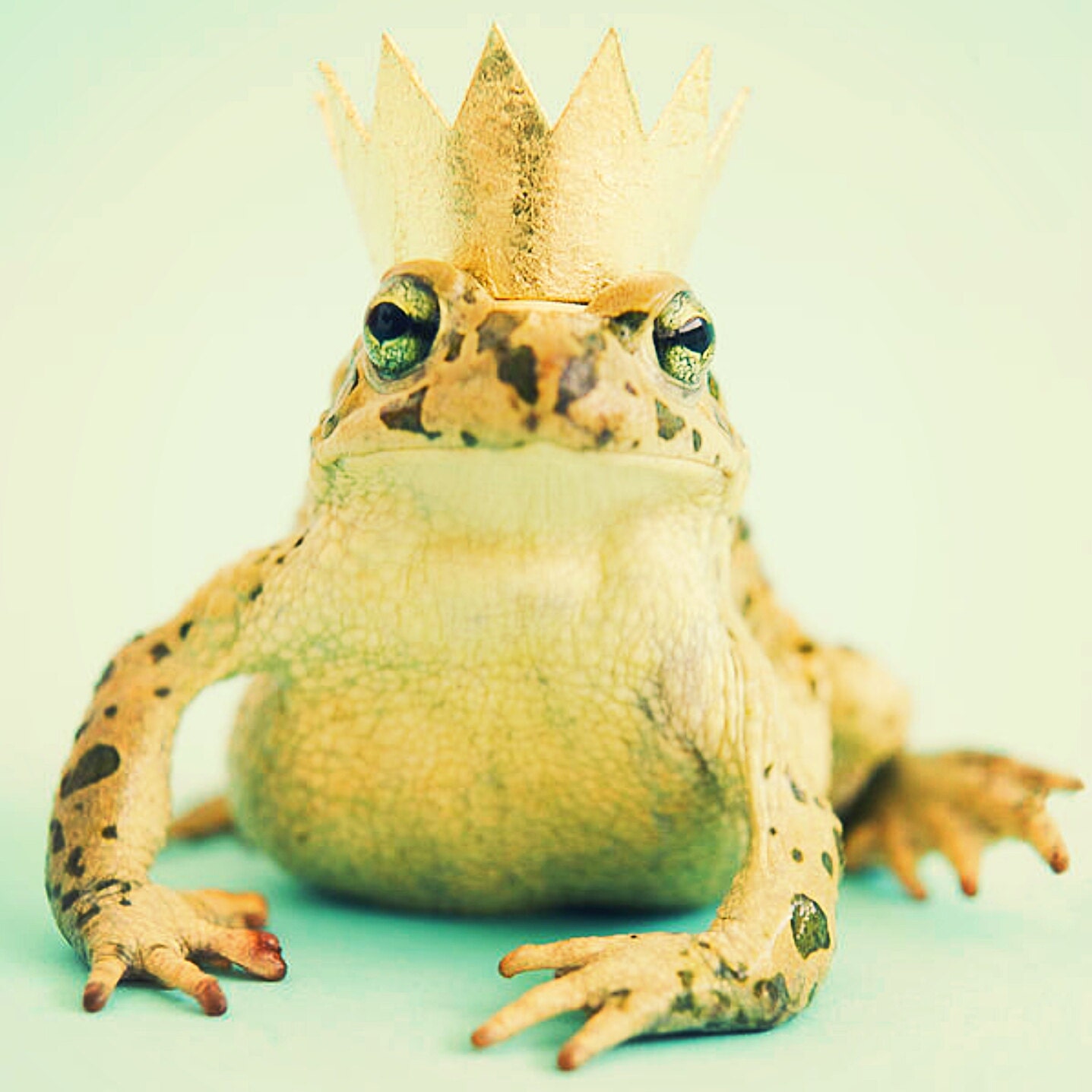 FrogTartHandmades - Etsy