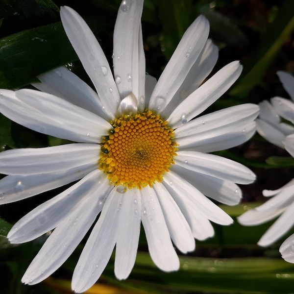 Waving Flag Dxf and Svg Bad Dog Metalworks Digital Download Laser CNC ...