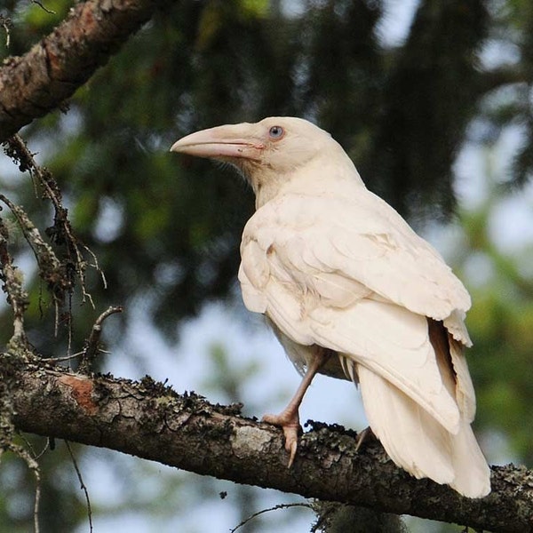 Stainless Steel Body Chain, Sterling Silver, Metal Bralette, Layered ...