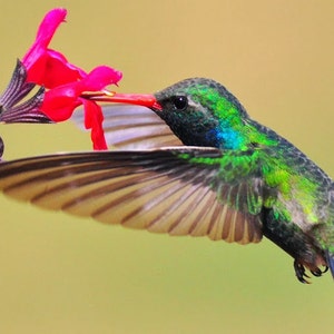 Ruby Star Fabric Tiger Fly Digital Package Panel 99 X 108 Sarah Watts ...