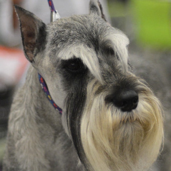 CLASSMATE Sewing Pattern Terry Atkinson Atkinson Designs ATK-164 ...