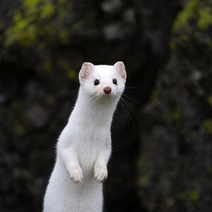 On the Move by Leon Parson Family of Antelope in Mountains Wall Art ...