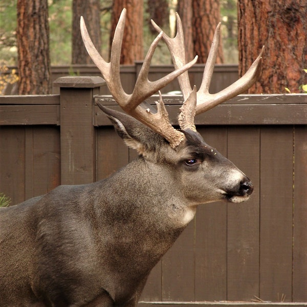 I Hit People With Sword T-shirt, Sword Shirt, HEMA Shirt, Historical ...