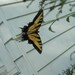 Papilio Phorcas ONE Real Butterfly Blue Green Swallowtail Swordtail ...