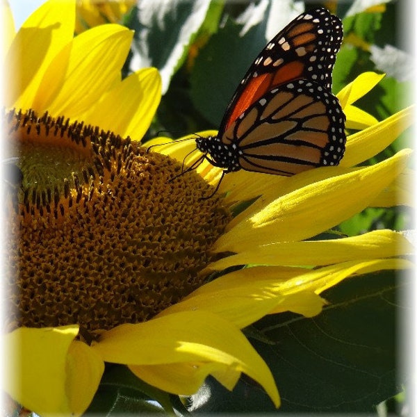 100 POPCORN BAGS 4x2x8 Clear Gusseted Poly Bags Wholesale Ready to Ship ...