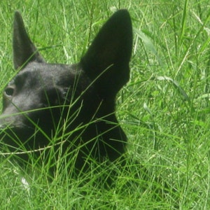 Symbiotic Relationships Mini Study: Forest Ecosystem Lesson Plan ...