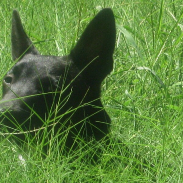 Symbiotic Relationships Mini Study: Forest Ecosystem Lesson Plan ...
